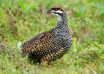 鹑族 Perdicini 蓝色动物学（中国动物学科普）